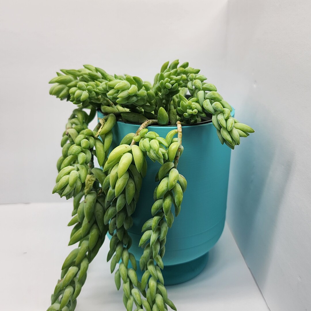 Sleek Silhouette 3D Printed Planter With Precision Water Tray the ...