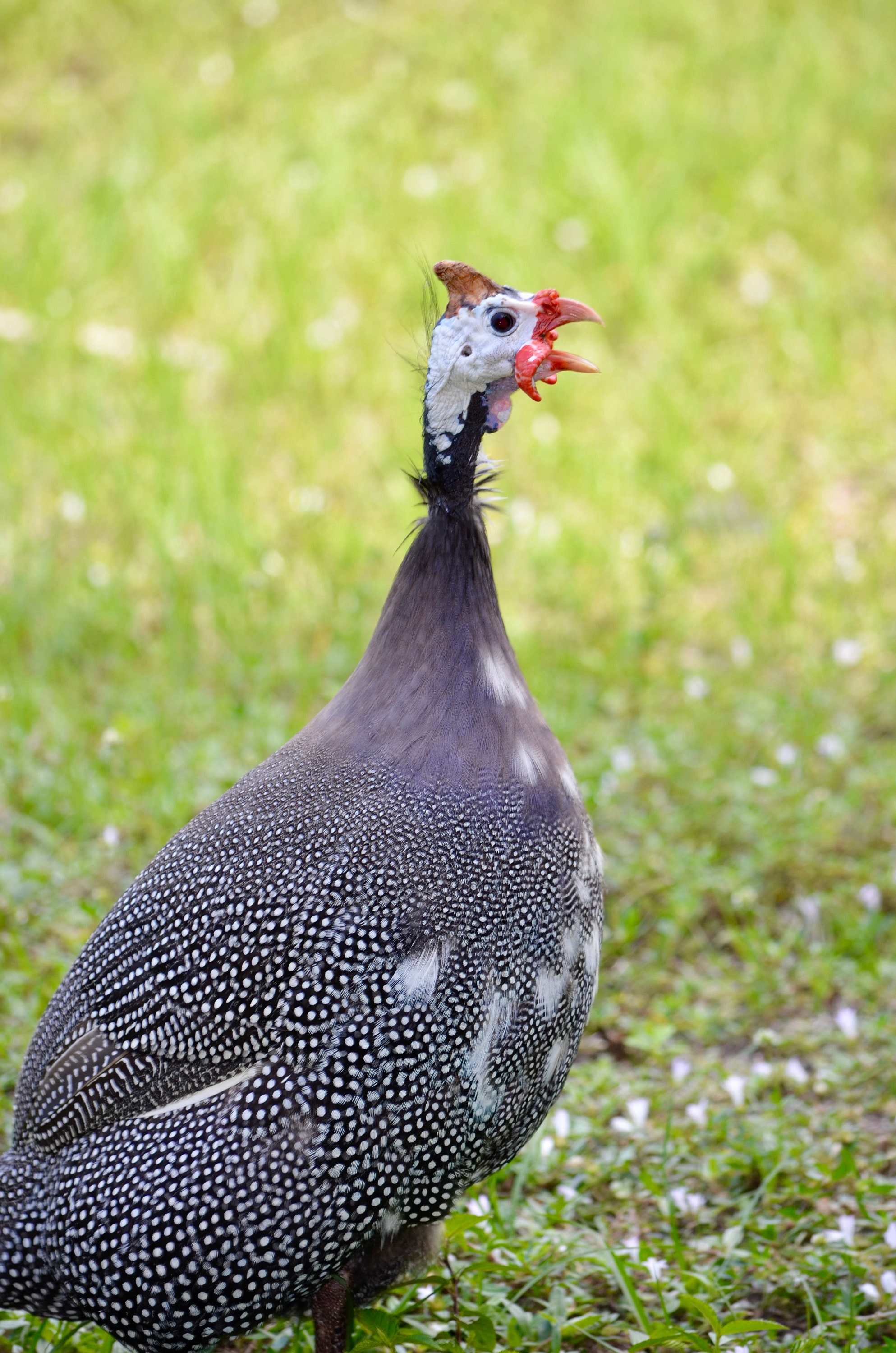 Wild Turkey With Grass Background, 3 Pictures, Digital High-resolution ...