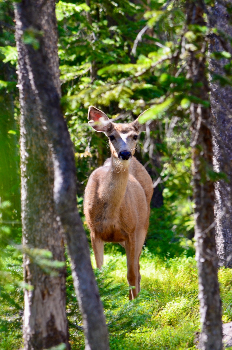 Female Doe Deer in Forest, Woods and Trees, Nature and Wildlife Animal ...