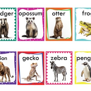 24 Real Life Animal Flash Cards Printable Flashcards Preschool ...