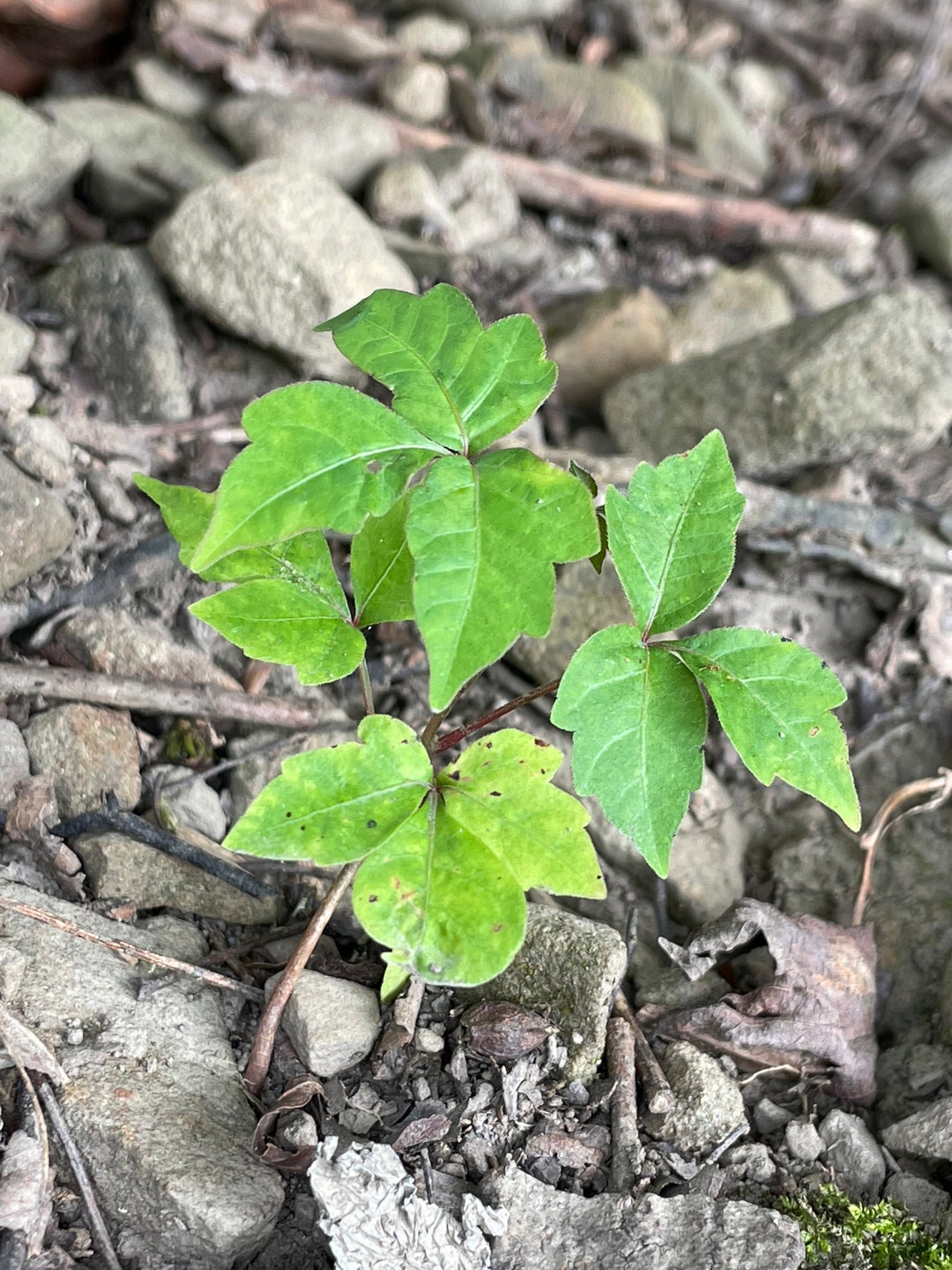 Poison Ivy Live Plant With Root for Transplant - Etsy