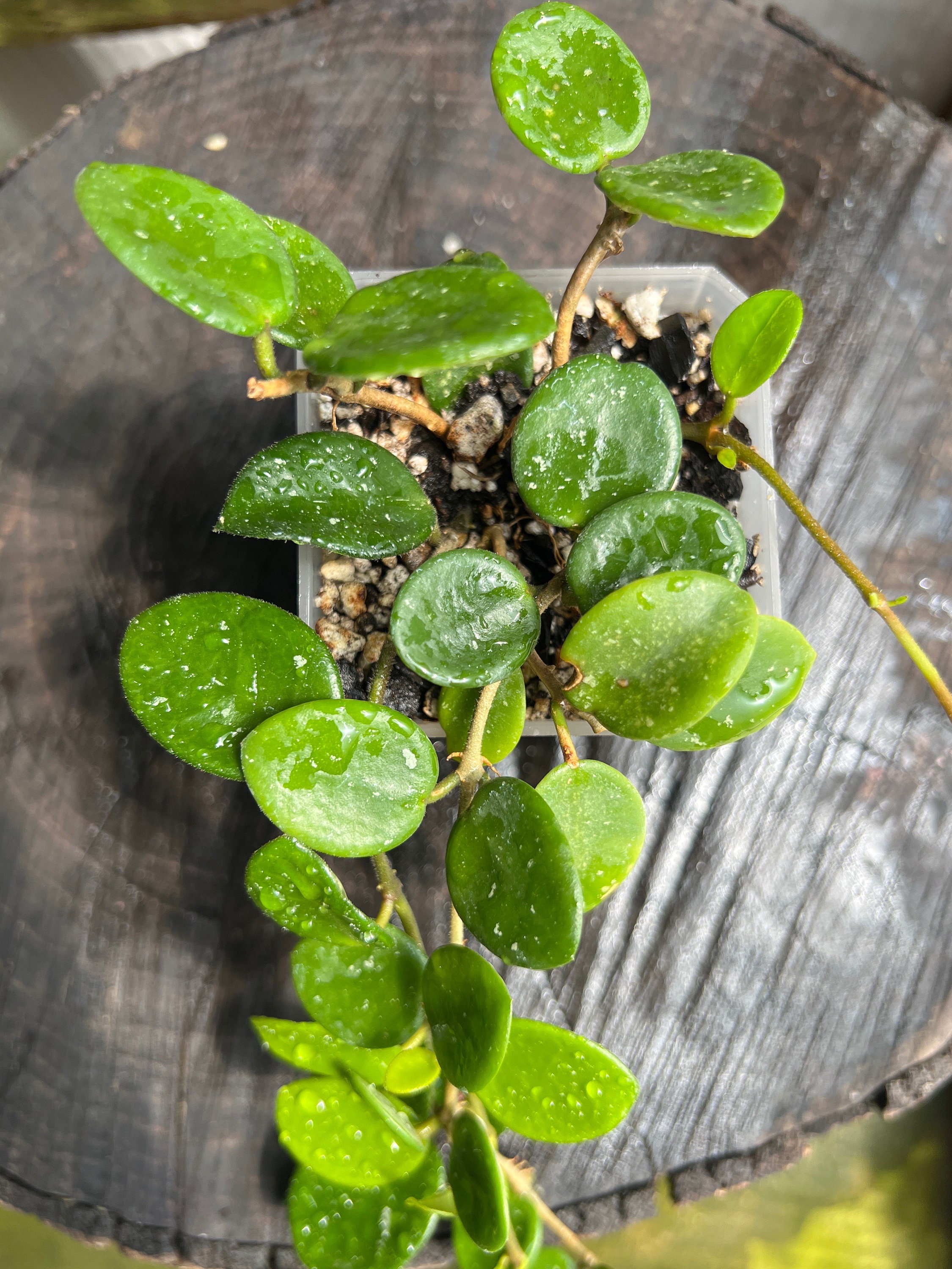 Blooming Size/ Completely Rooted/ Hoya Cv. Mathilde/ House Plant/ 3 ...