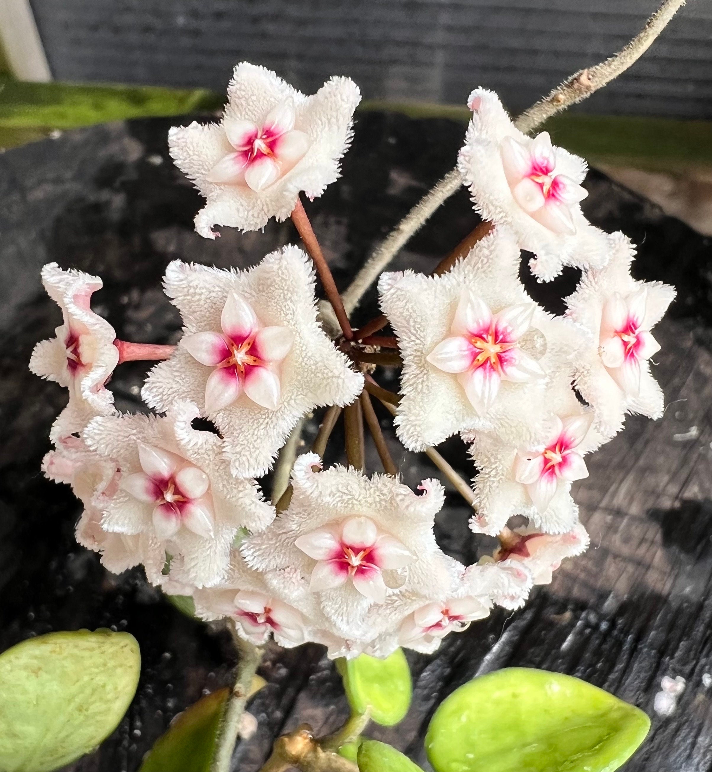 Blooming Size/ Completely Rooted/ Hoya Cv. Mathilde/ House Plant/ 3 ...