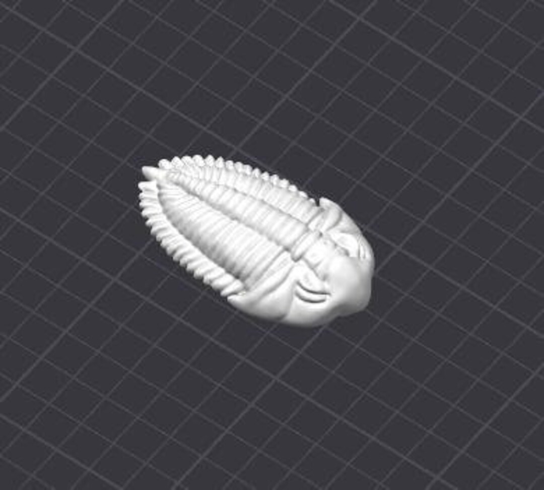 Trilobite Ancient Fossil STL 3D Printer File - Etsy