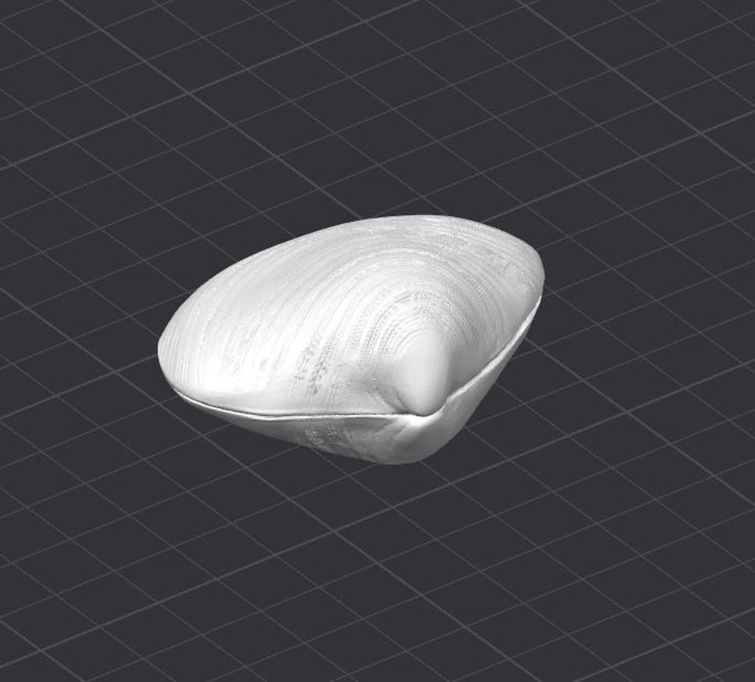 Clam Shell Oyster STL 3D Printer File - Etsy