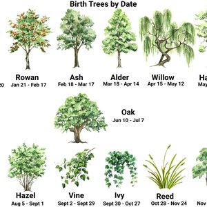 Custom Birth Tree Candle, Hazel Tree, August Birthday Gift ...