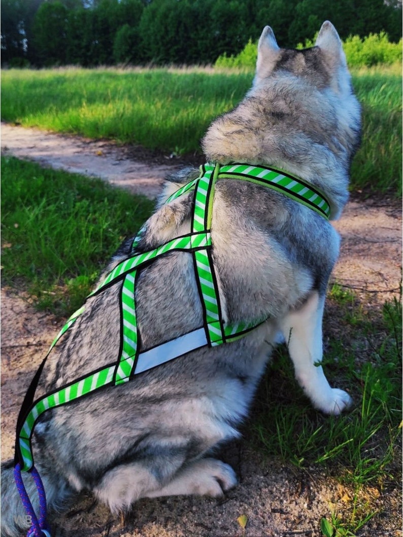 Dog Chest Harness Pattern Dog Harness DIY Sewing Pattern Easy Dog Harness Harness Bikejoring Dog ...