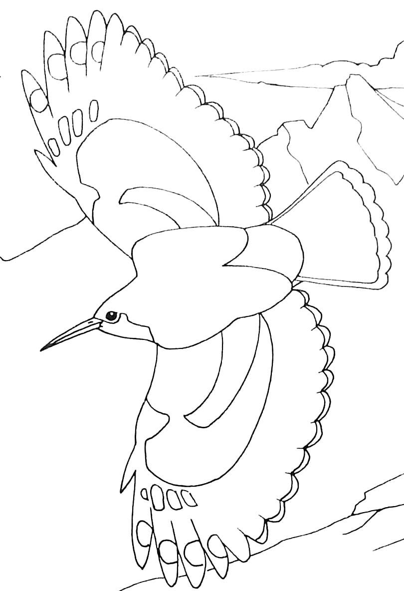 10 Different Types of Birds Coloring Pages - Etsy