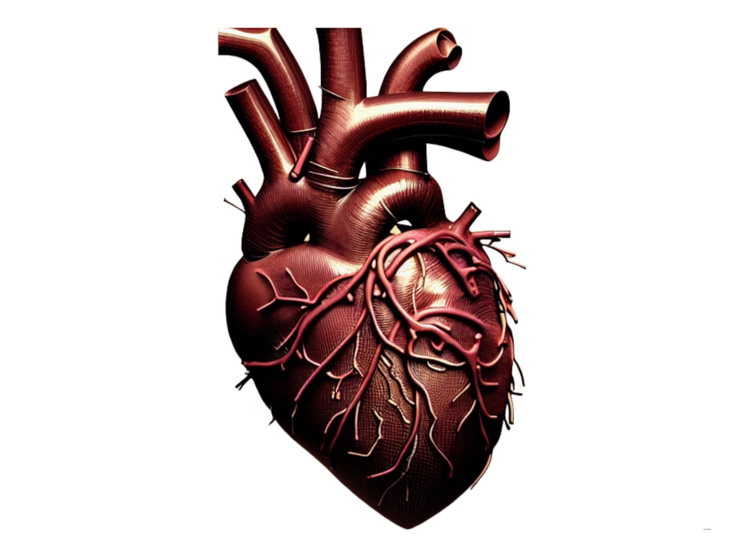 Human Heart Art Human Heart Shape Image Medical Gift Cardiologist Human ...