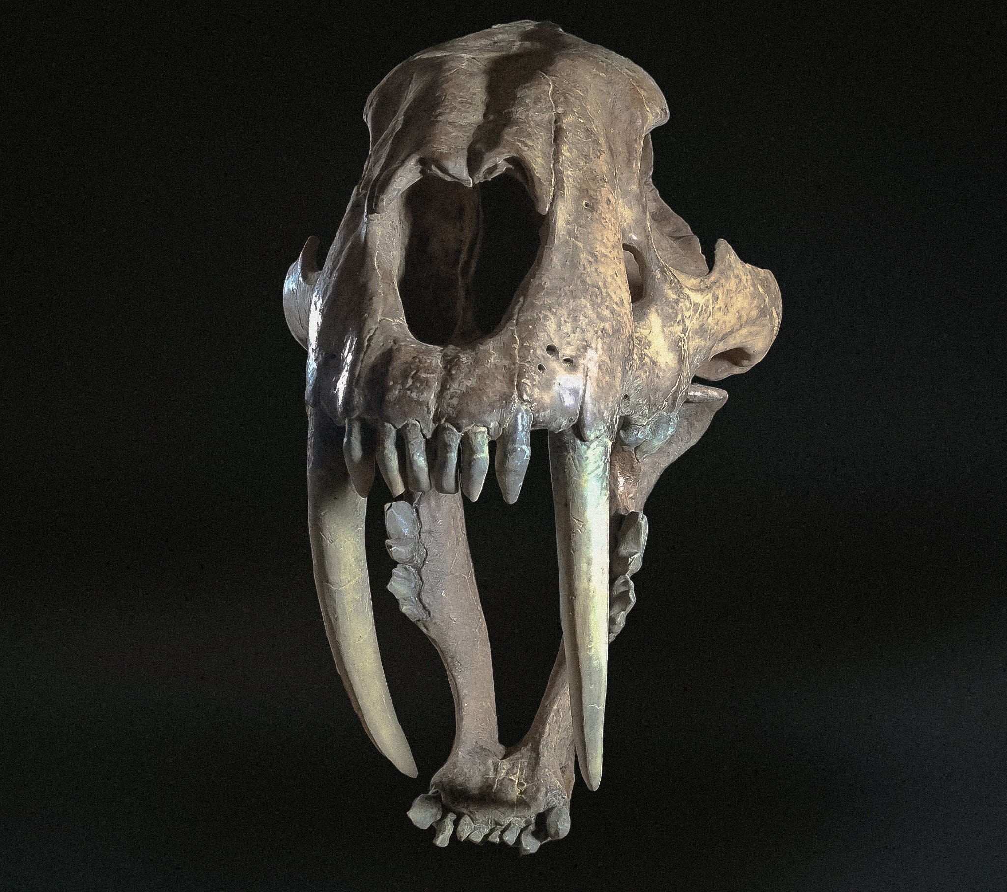 Smilodon Skull – Life-size Saber-tooth Replica | Hand-painted Fossil ...