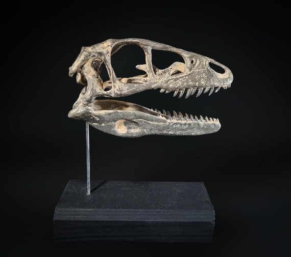 Microraptor Skeleton