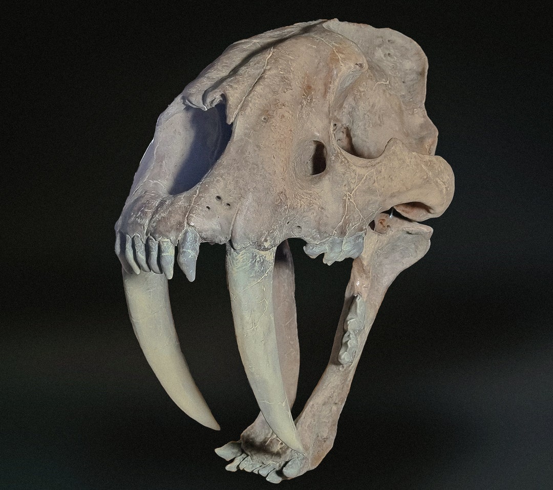 Smilodon Skull – Life-size Saber-tooth Replica | Hand-painted Fossil ...