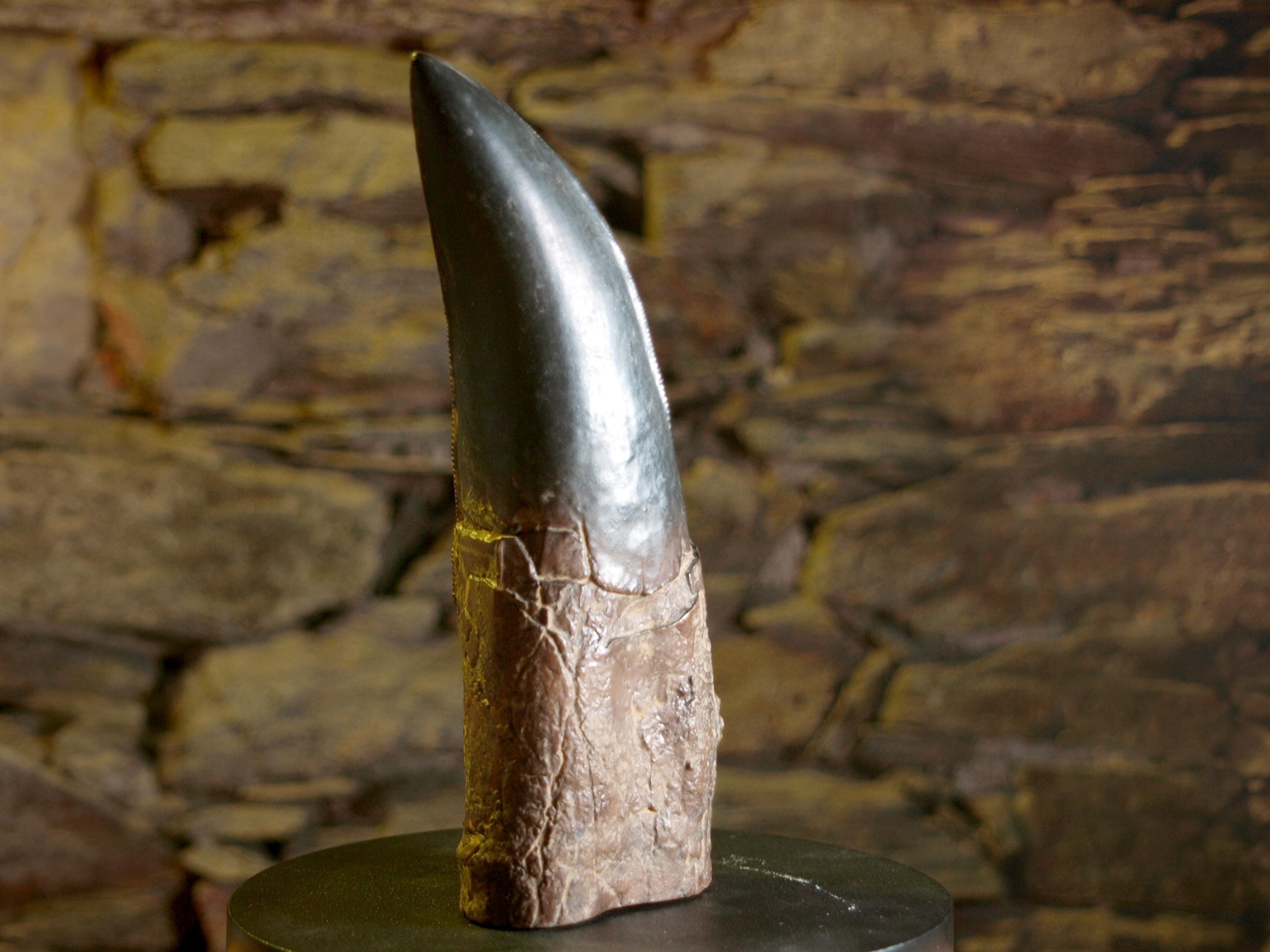 Tyrannosaurus Tooth – Life-size Replica | Hand-painted Dinosaur Fossil ...