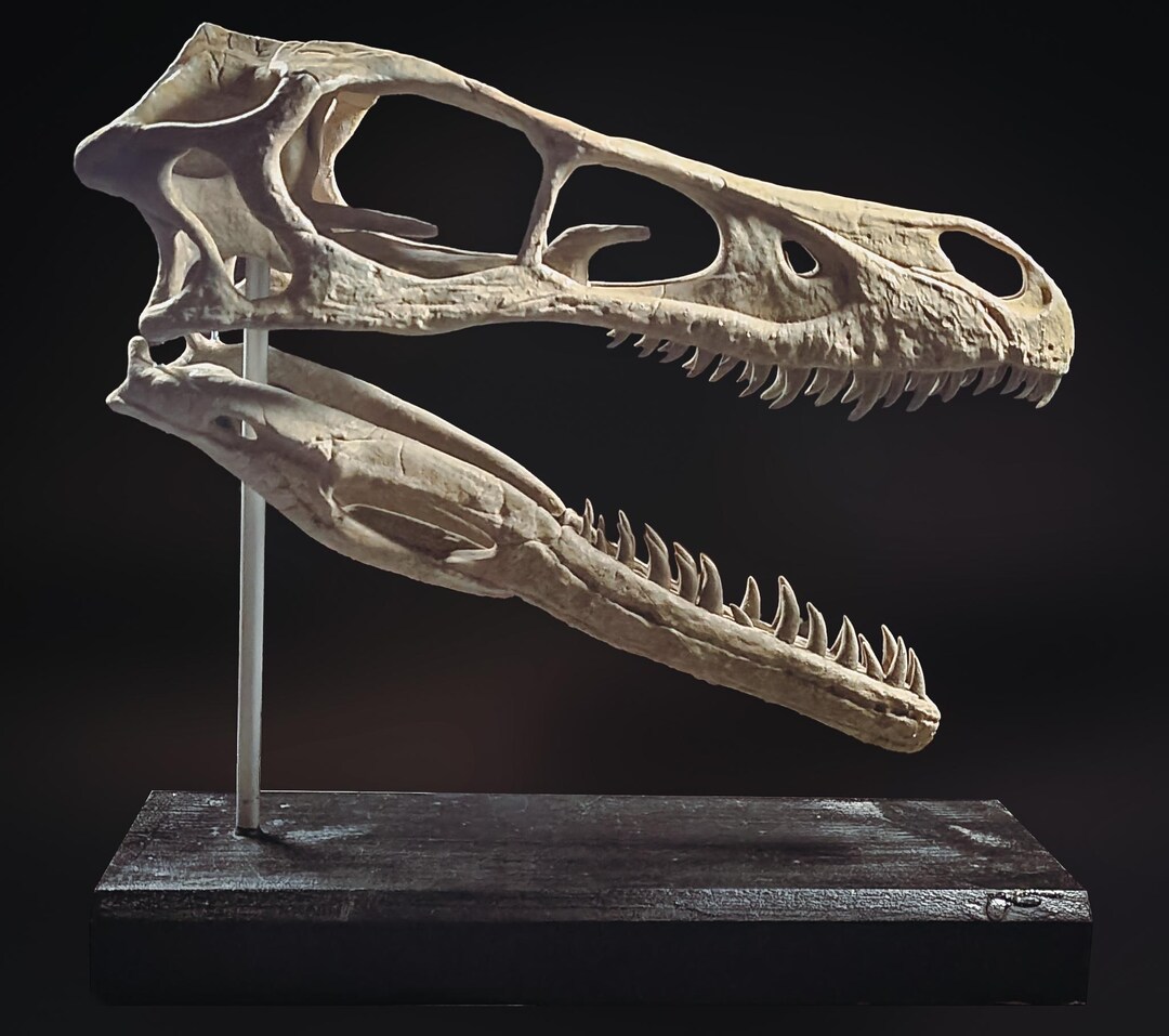 Velociraptor Skull - Etsy