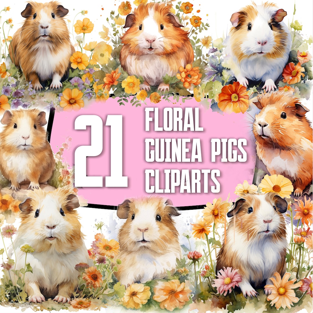 21 Guinea Pigs Clip Arts, Water Colour Jpegs, Cute Baby Animals, Floral ...