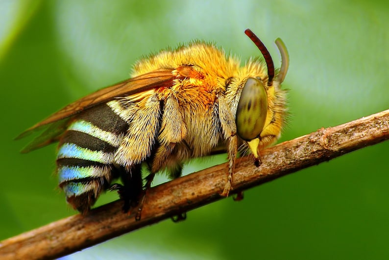 Australian Blue Banded Bee Macro Photo Print Original Unique and ...