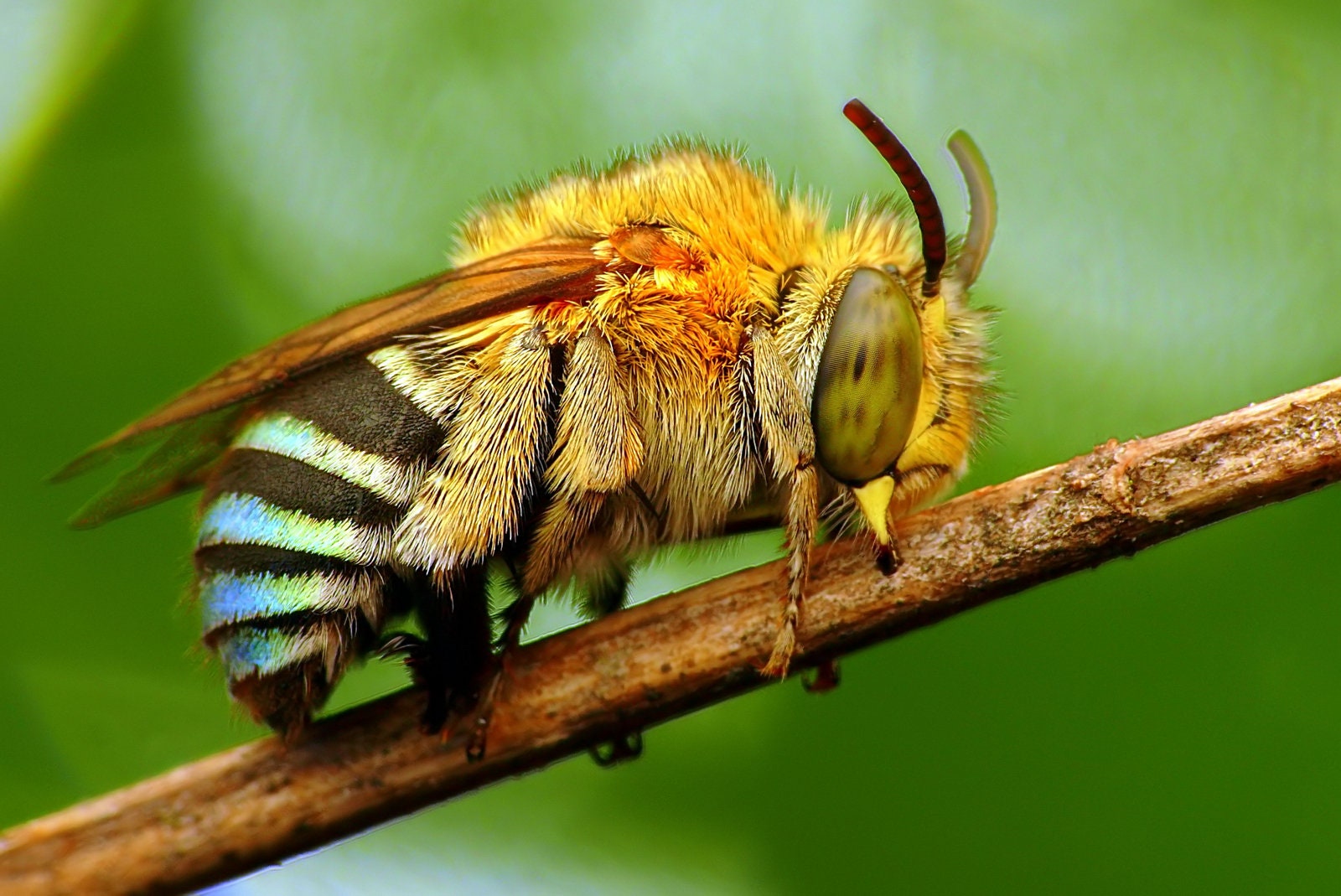Australian Blue Banded Bee Macro Photo Print Original Unique and ...