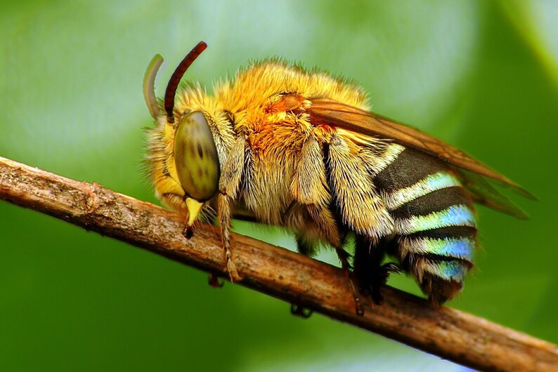Australian Blue Banded Bee Macro Photo Print Original Unique and ...