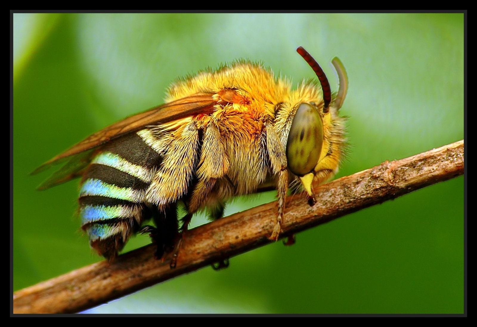 Australian Blue Banded Bee Macro Photo Print Original Unique And