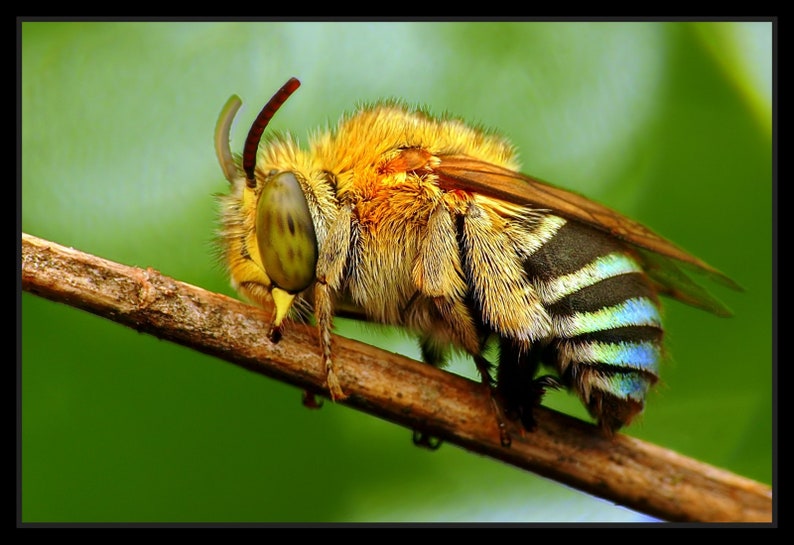 Australian Blue Banded Bee Macro Photo Print Original Unique and ...
