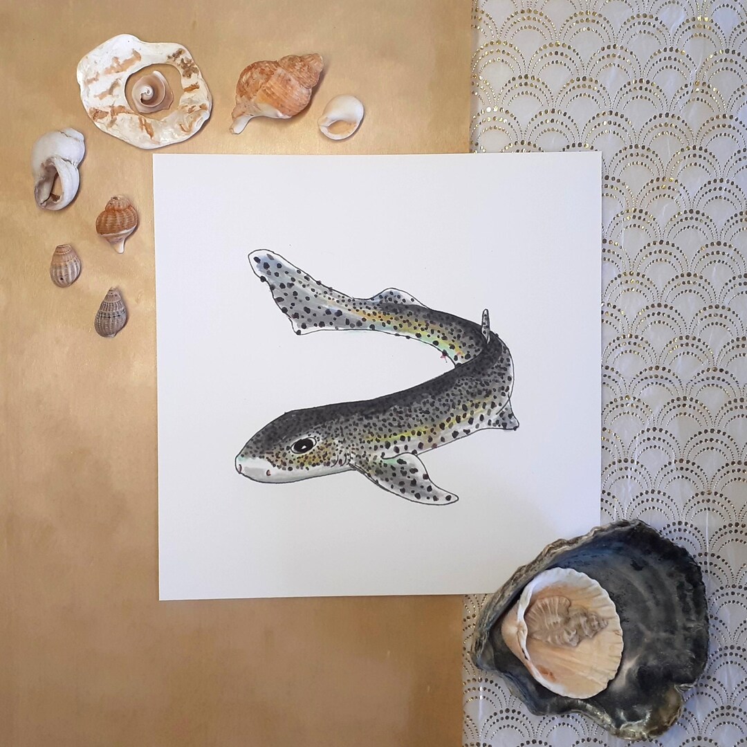 Cat Shark, Lesser Spotted Dogfish, Sea Animal, Giclee Art Print - Etsy