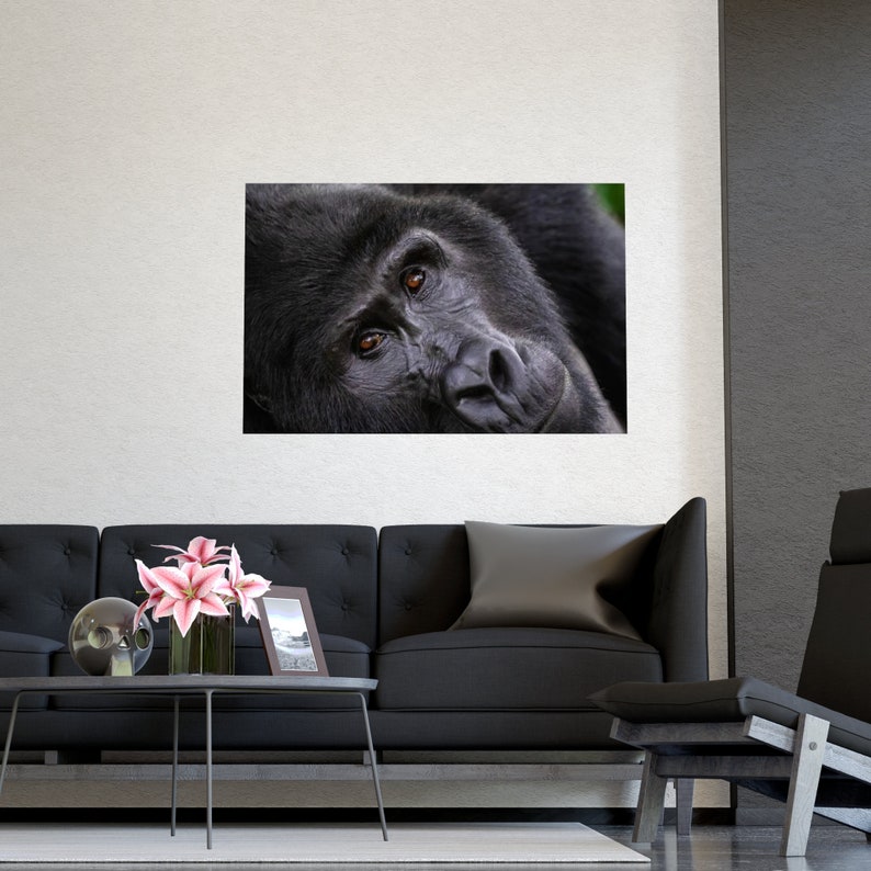 Gorilla Lying on the Ground Poster: A Majestic Animal in Its Natural ...