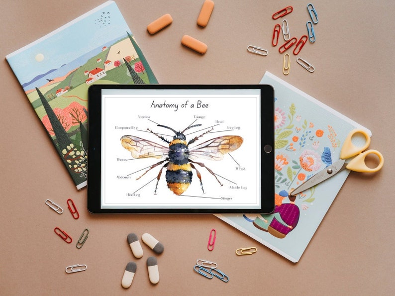 Bee Anatomy Educational Printable Digital Download Nature Study ...