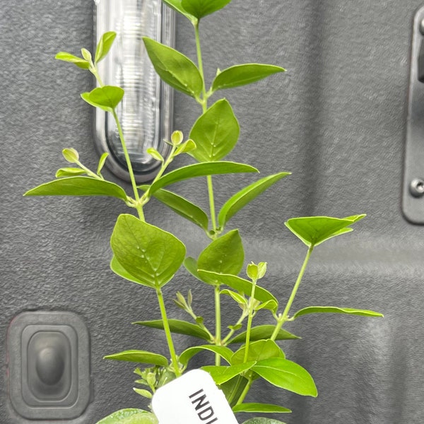 Virajaji Jasmine Plant - Etsy