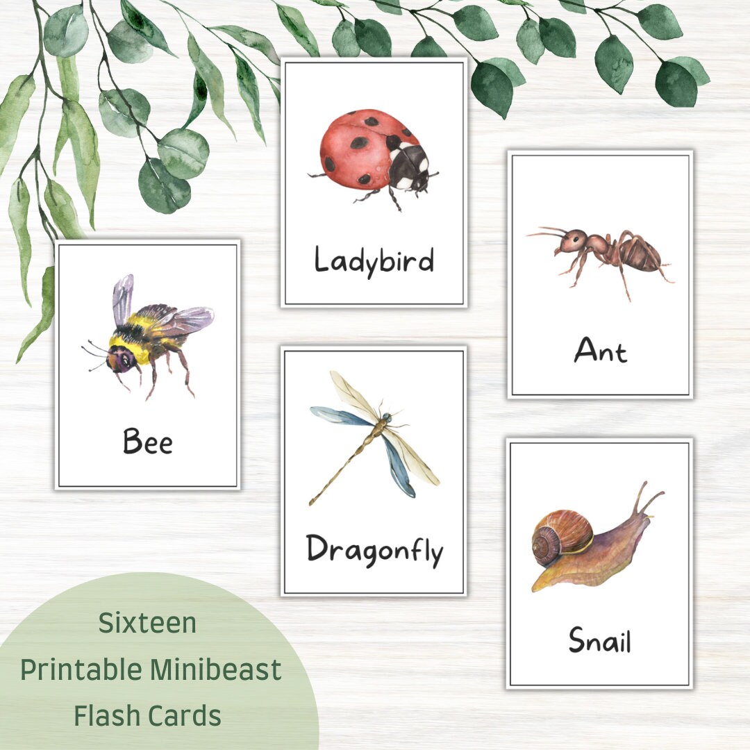 Minibeast Flash Cards, Printable Insect Flashcards, Language ...