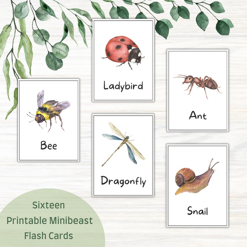 Minibeast Flash Cards, Printable Insect Flashcards, Language ...