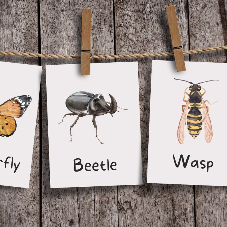 Minibeast Flash Cards, Printable Insect Flashcards, Language ...