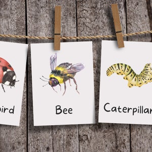 Minibeast Flash Cards, Printable Insect Flashcards, Language ...