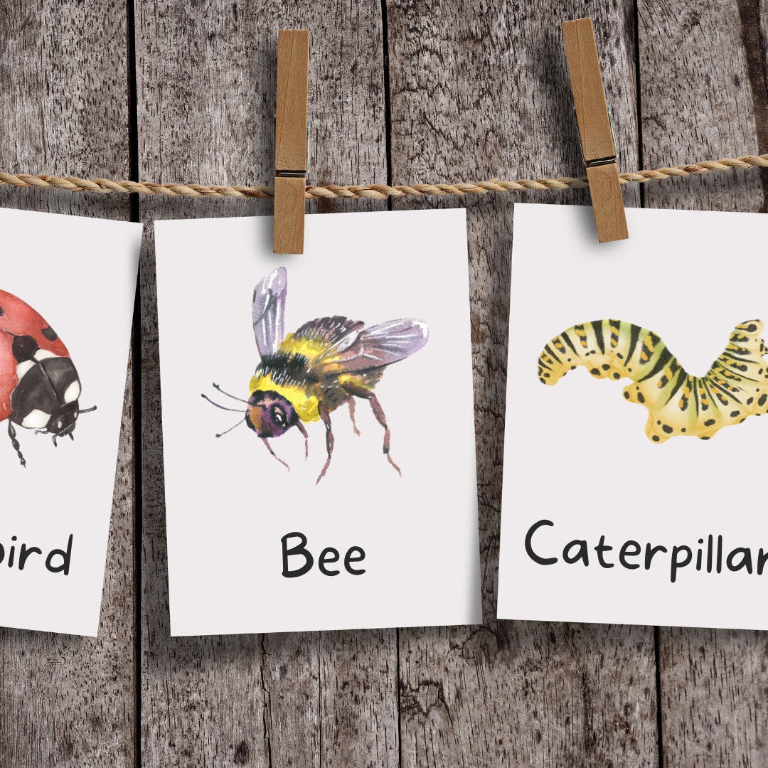 Minibeast Flash Cards, Printable Insect Flashcards, Language ...