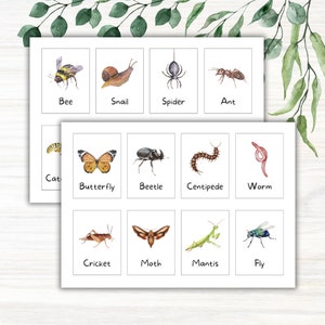 Minibeast Flash Cards, Printable Insect Flashcards, Language ...