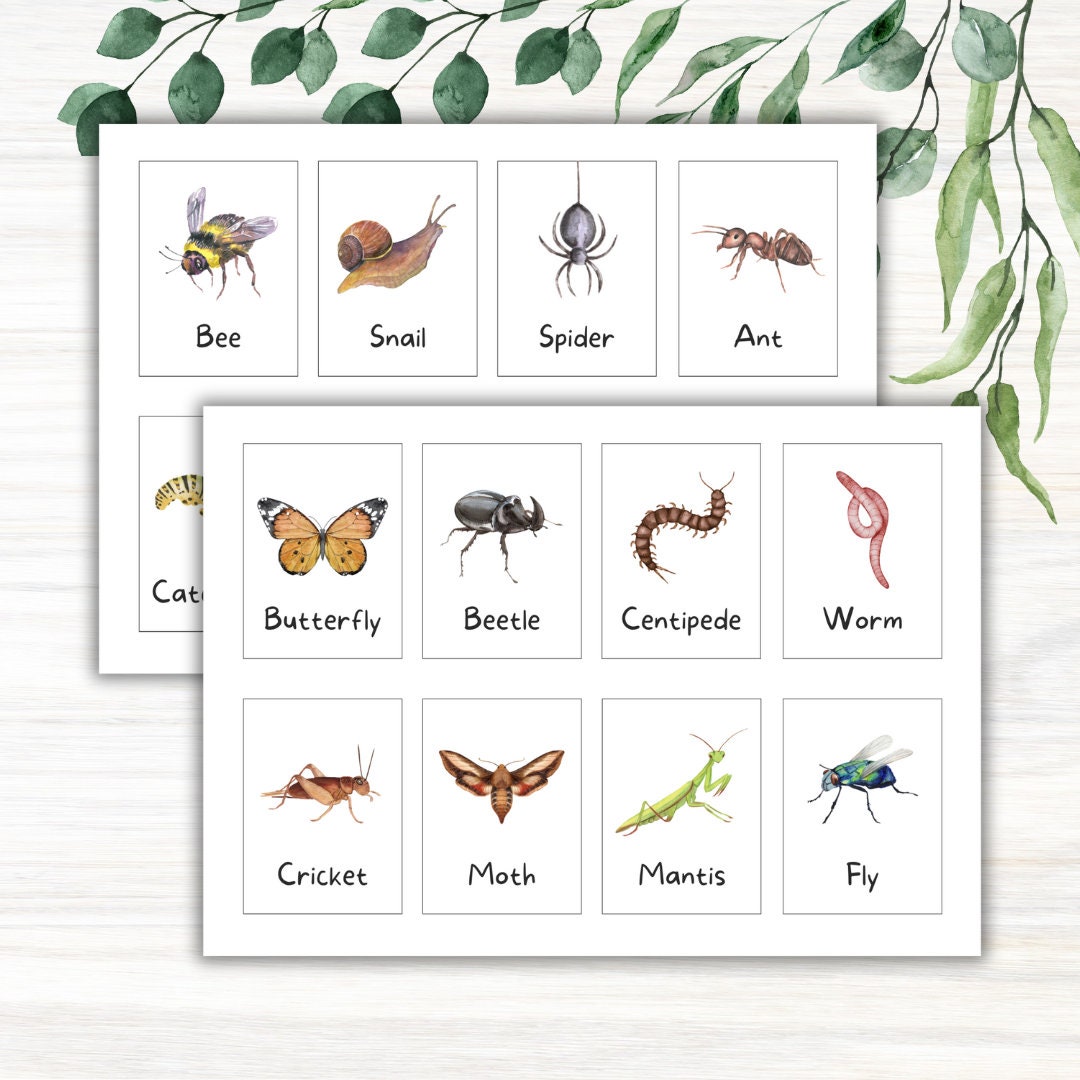 Minibeast Flash Cards Printable Insect Flashcards Language - Etsy UK