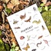 Minibeast Scavenger Hunt Printable: Nature Walk Checklist (digital ...
