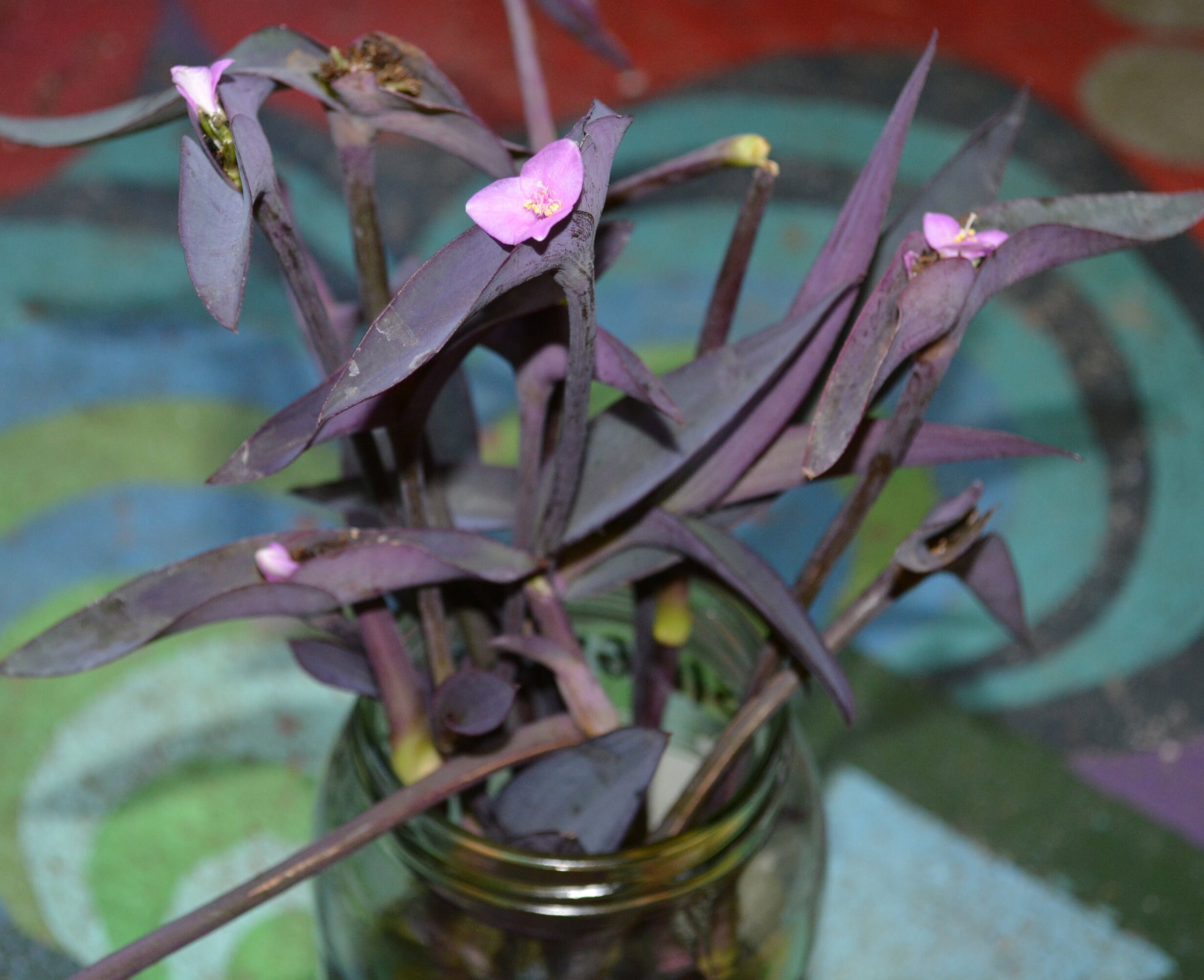 Tradescantia Pallida (purple Queen/purple Heart) Non-rooted Cuttings - Etsy
