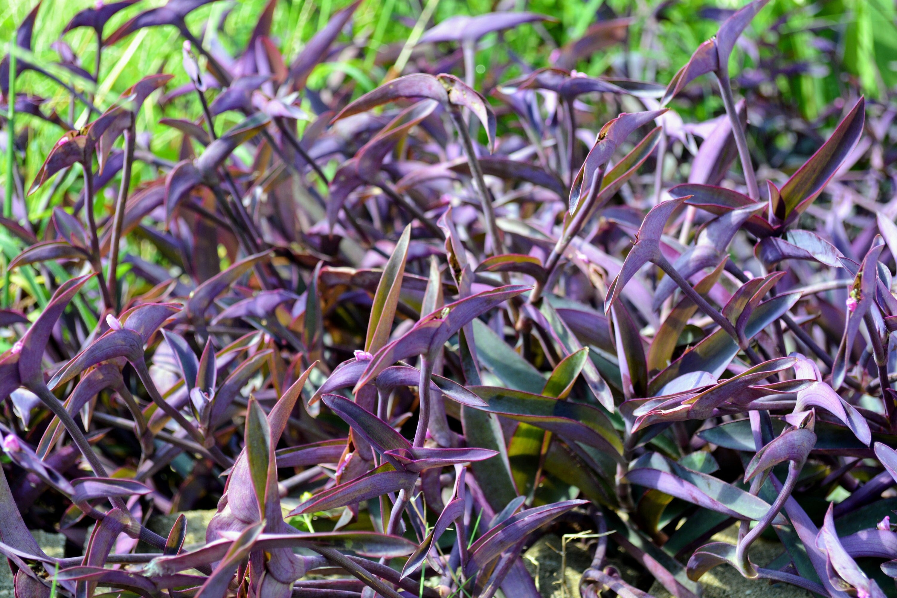 Tradescantia Pallida (purple Queen/purple Heart) Non-rooted Cuttings - Etsy