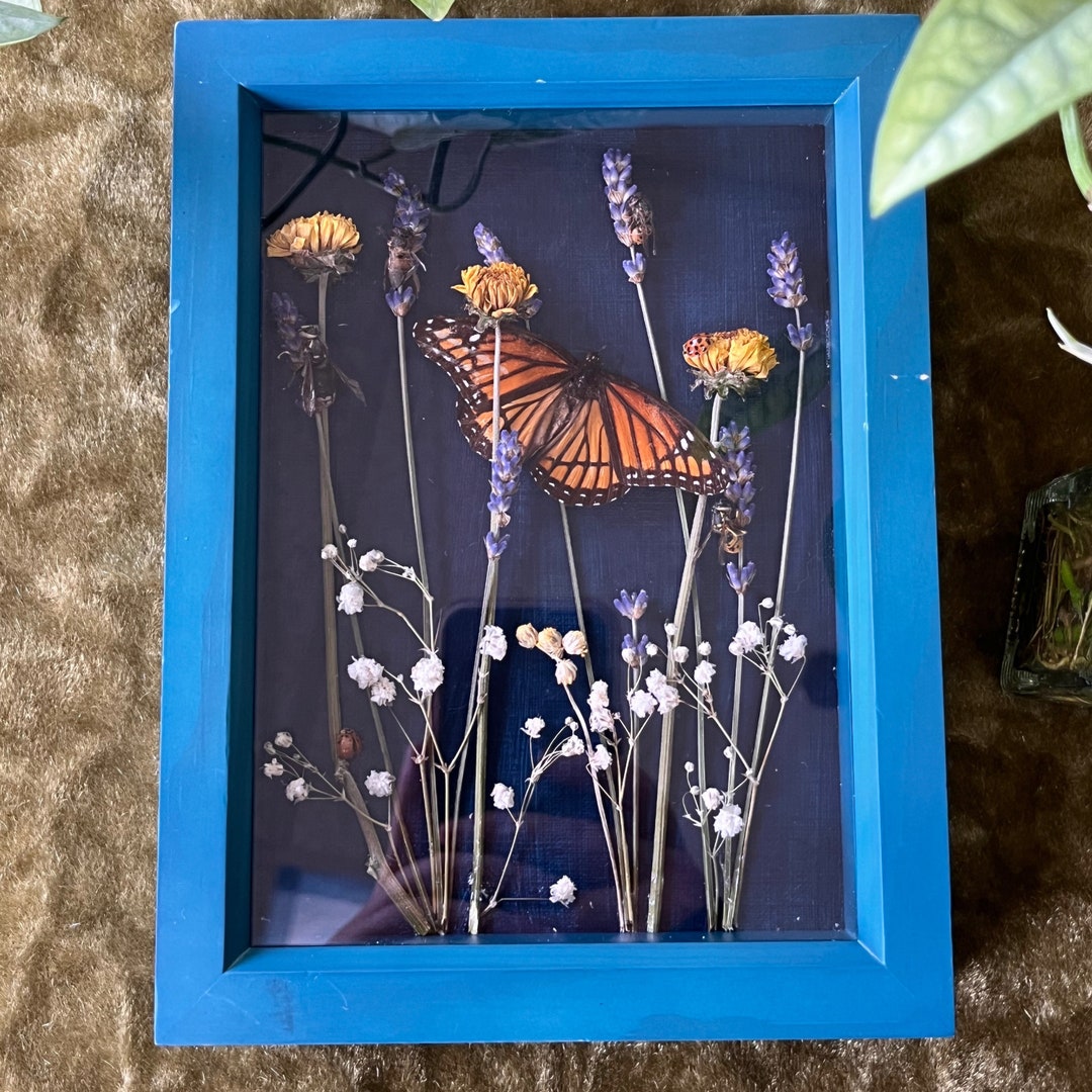A Monarch Butterfly in a 6x8 Shadowbox With Dried Florals and - Etsy