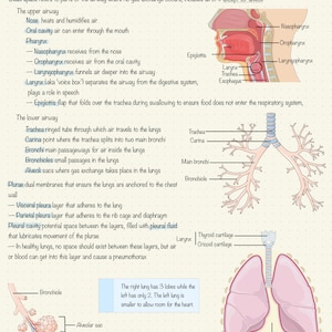Anatomy and Physiology for EMT Students - Etsy
