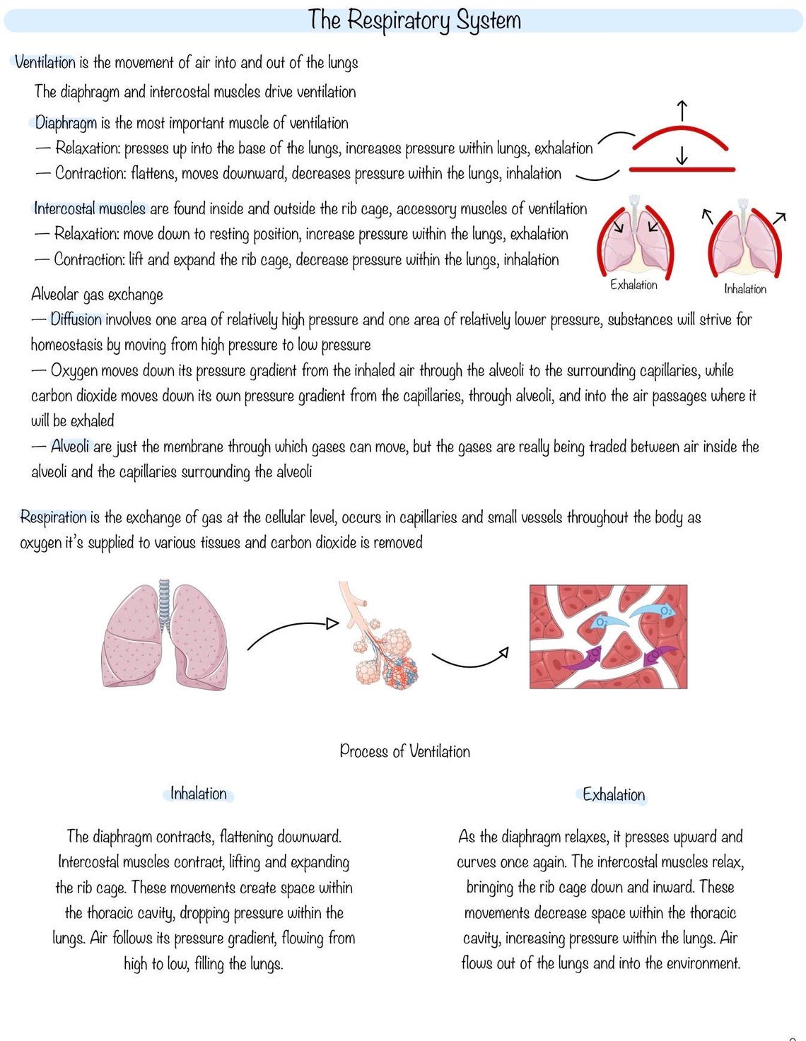 Anatomy and Physiology for EMT Students - Etsy