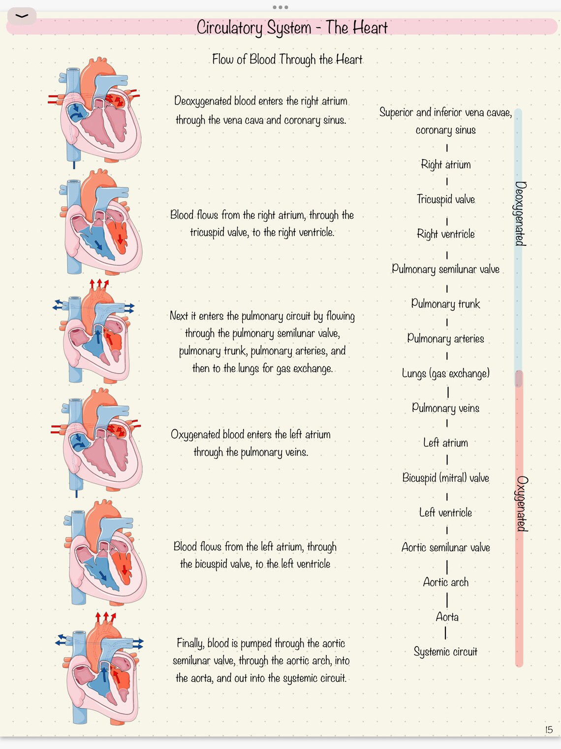 Anatomy and Physiology for EMT Students - Etsy