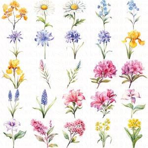 Watercolor Spring Flower Clipart Wildflower Spring Flowers PNG ...