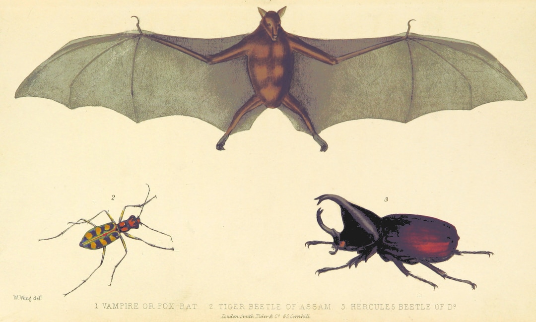Digitally Enhanced Bat and Beetles - Etsy