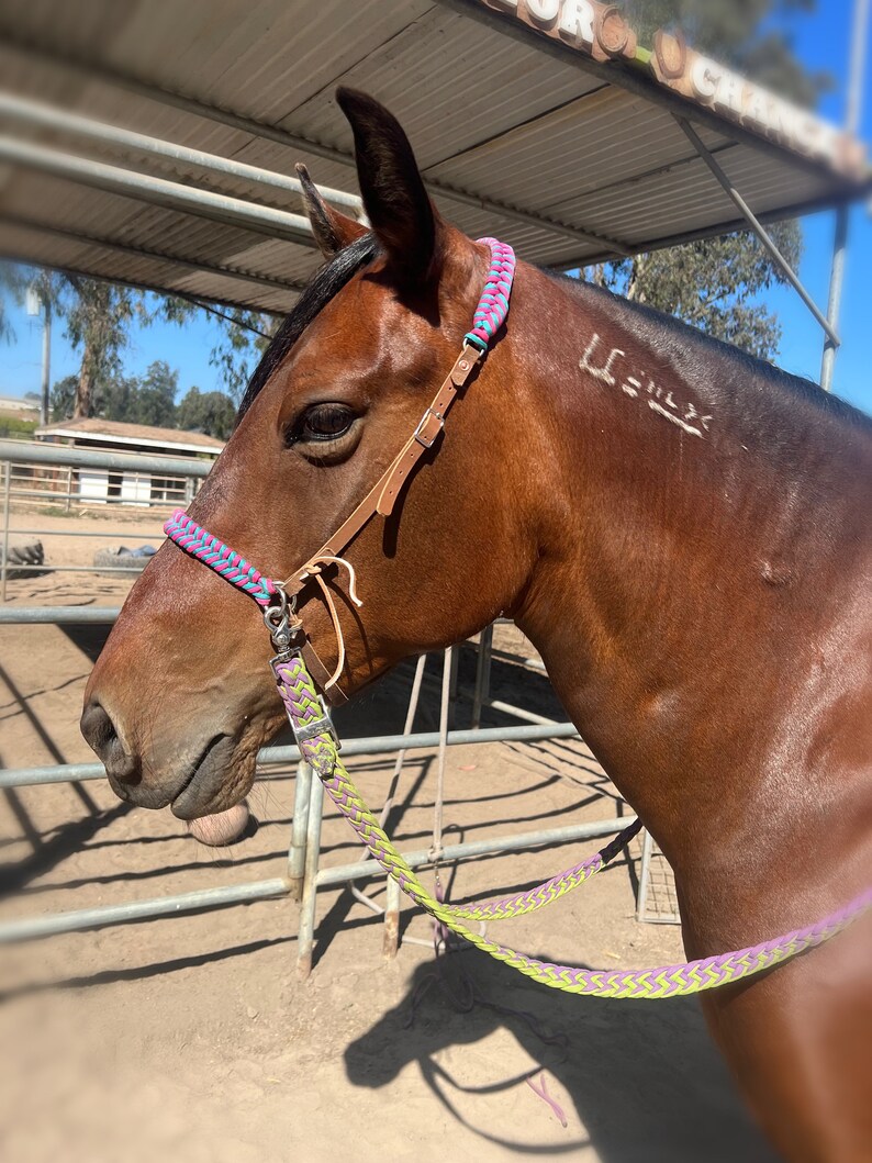 Leather/paracord Bitless Bridle - Etsy