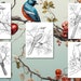 25 Beautiful Bird Scenes Coloring Book - Coloring Pages, Grayscale ...