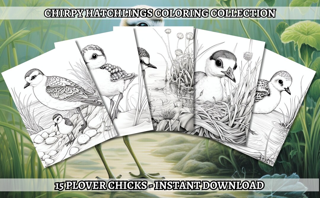 15 Plover Chicks Coloring Book - Coloring Pages, Grayscale Coloring ...