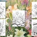 20 Lilies Coloring Book - Coloring Pages, Grayscale Coloring, Instant ...