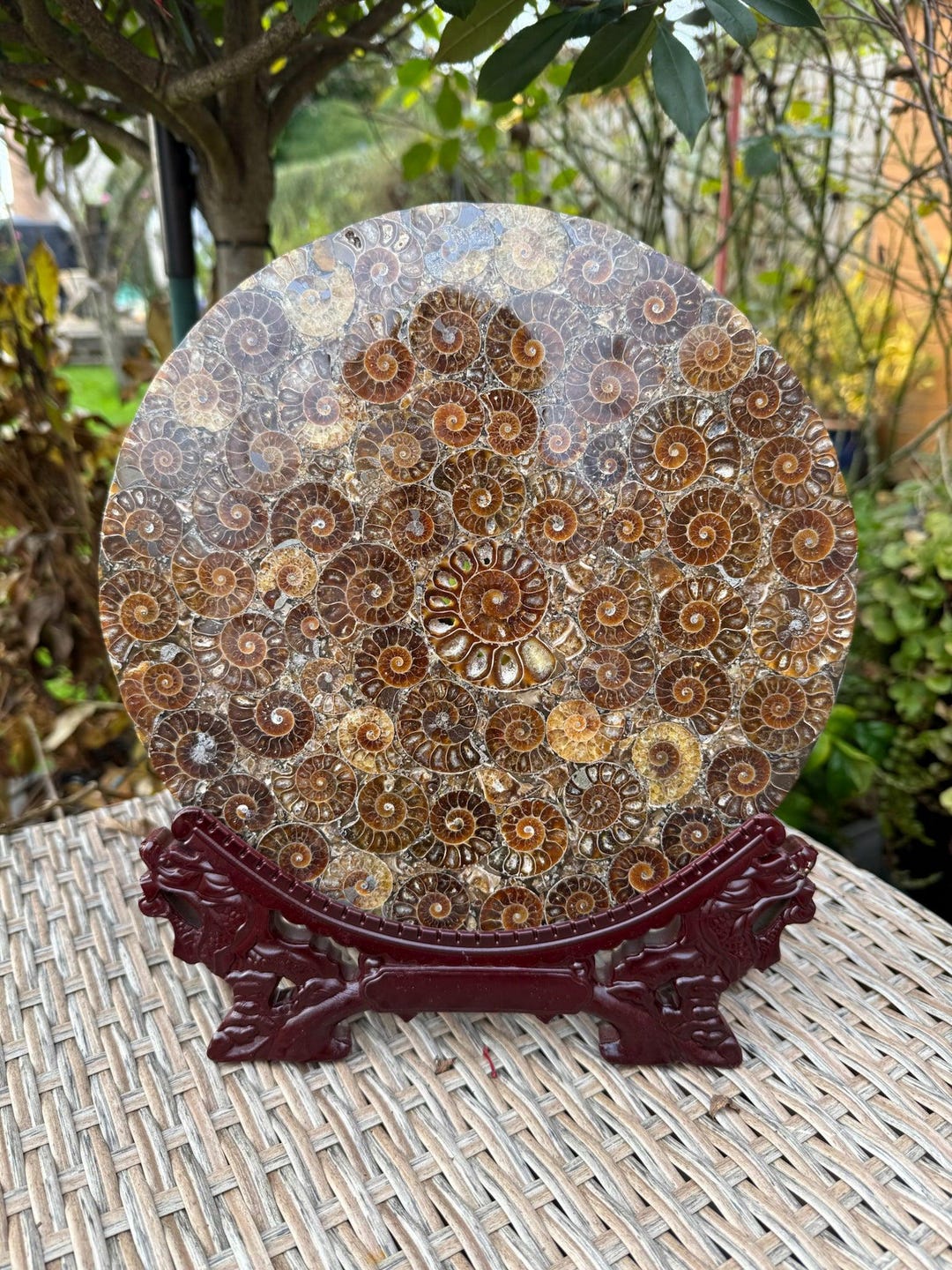 Ammonite Plate With Stand, Decorative Fossil Plate, With Stand - Etsy