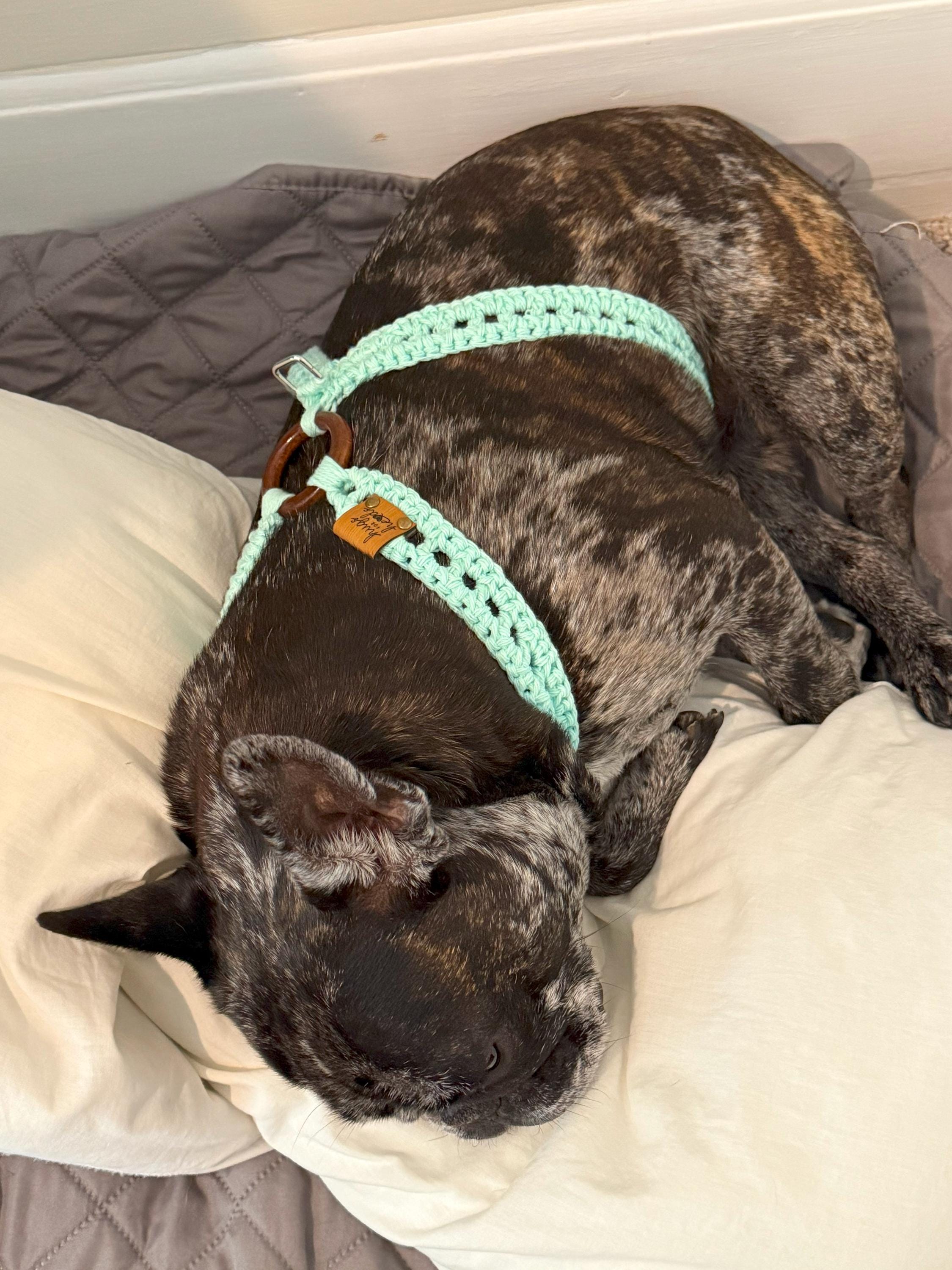 Crochet Dog Harness Pattern: Adjustable Cotton Design (PDF Download) - Etsy
